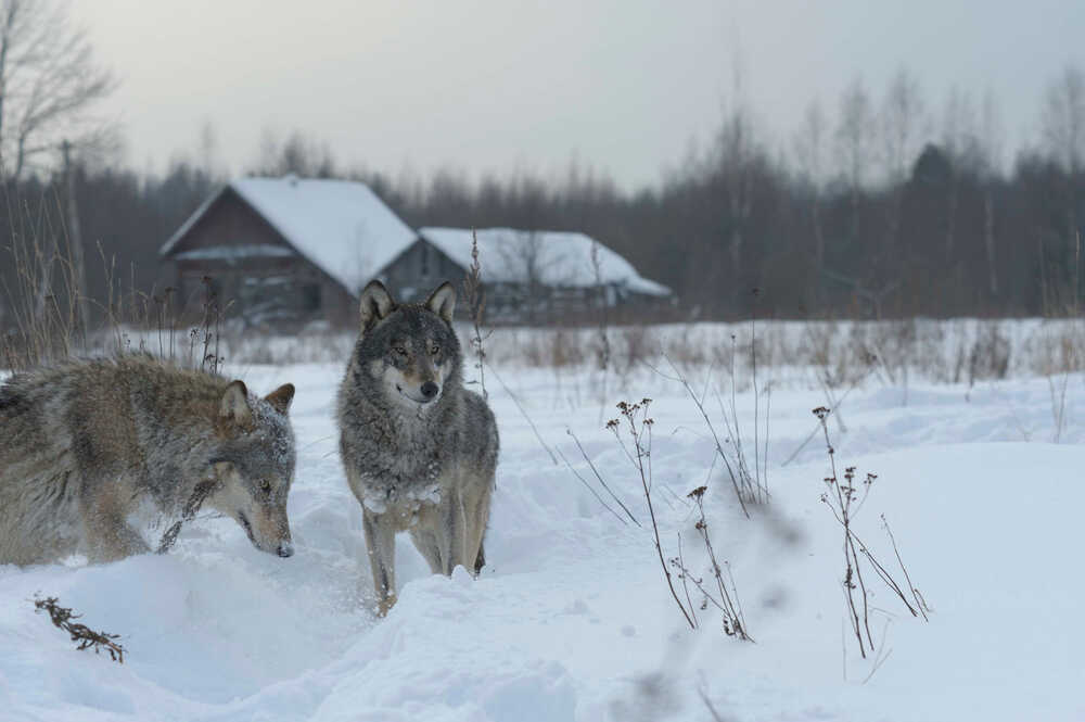 Mutant Chernobyl Wolves Develop Cancer Resistance | Presidential Daily